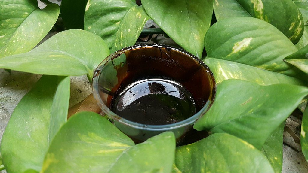 Ayahuasca Kit - Mimosa H. and B. Caapi Resin