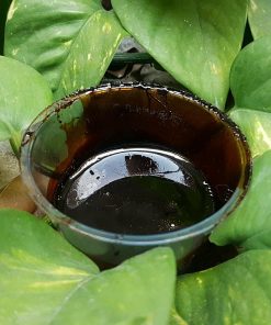 Ayahuasca Kit - Mimosa H. and B. Caapi Resin