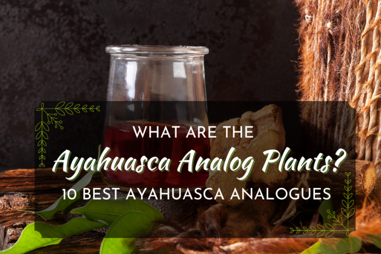 What are the Ayahuasca Analog Plants? 10 Best Ayahuasca Analogues