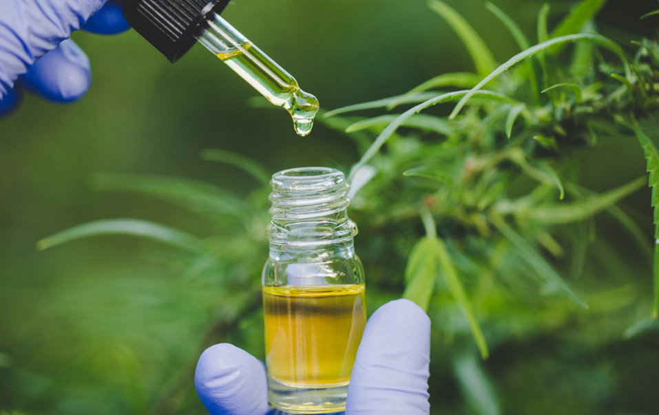 How to Microdose Ayahuasca? | Effects, Benefits & Risks