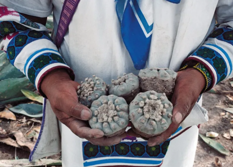 Buy Ayahuasca | Ayahuasca Online for Sale | Soul Herbs